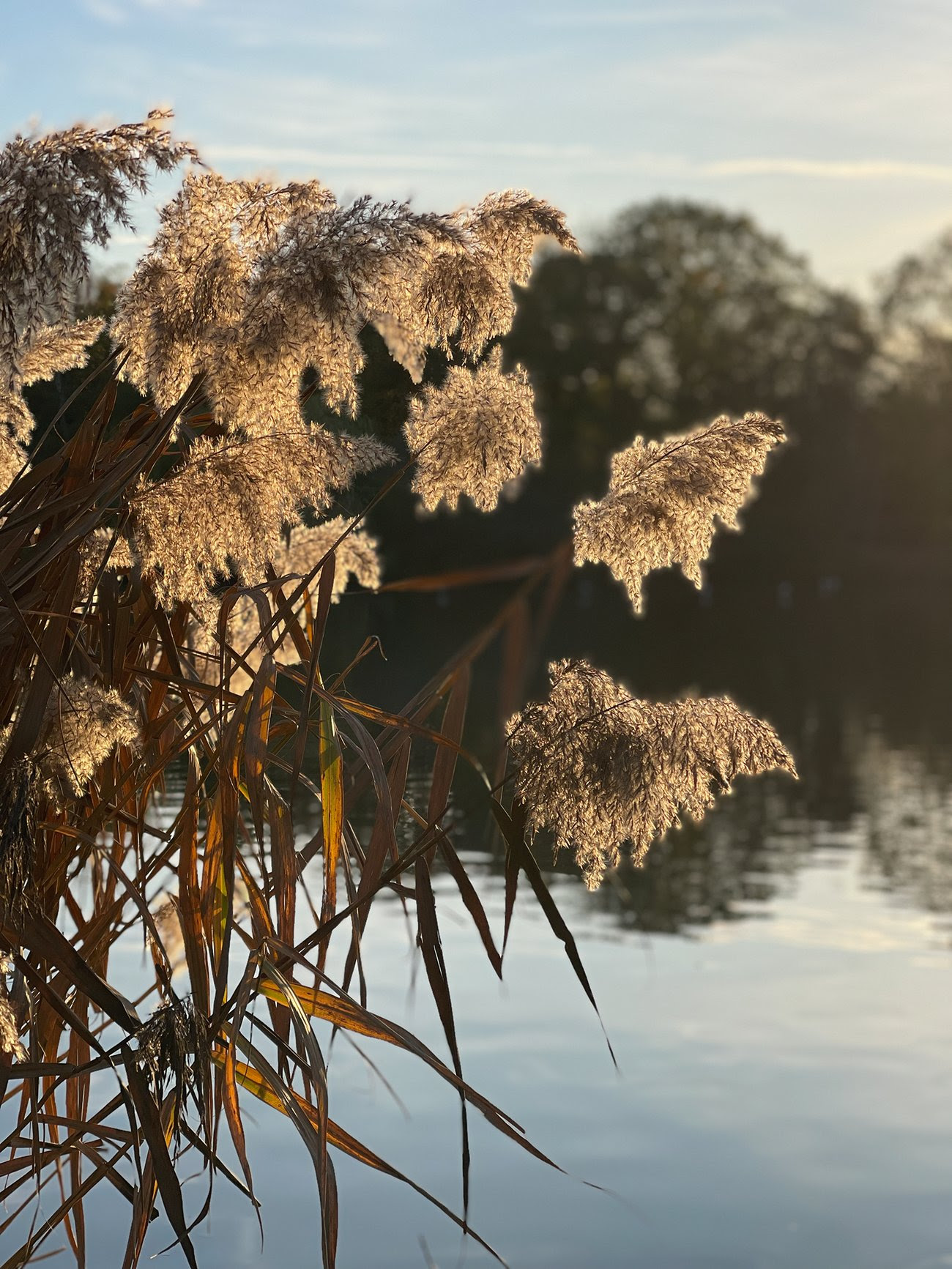Gratitude - The Headshot Guy